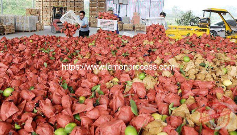 Automatic Lemon Paper Bag Removing Machine - Lemon Peeling Machine ...